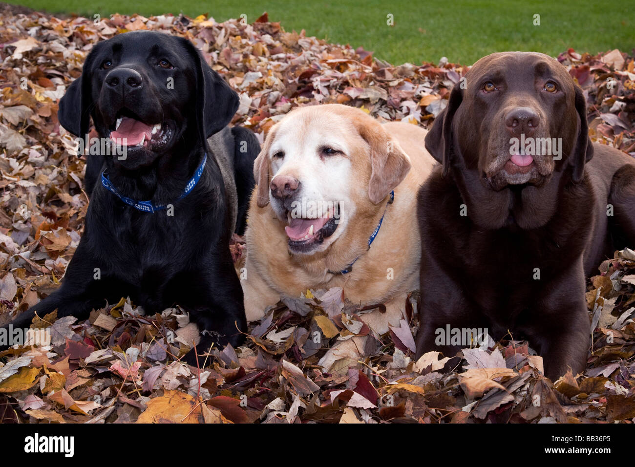 Chocolate Retriever Puppies