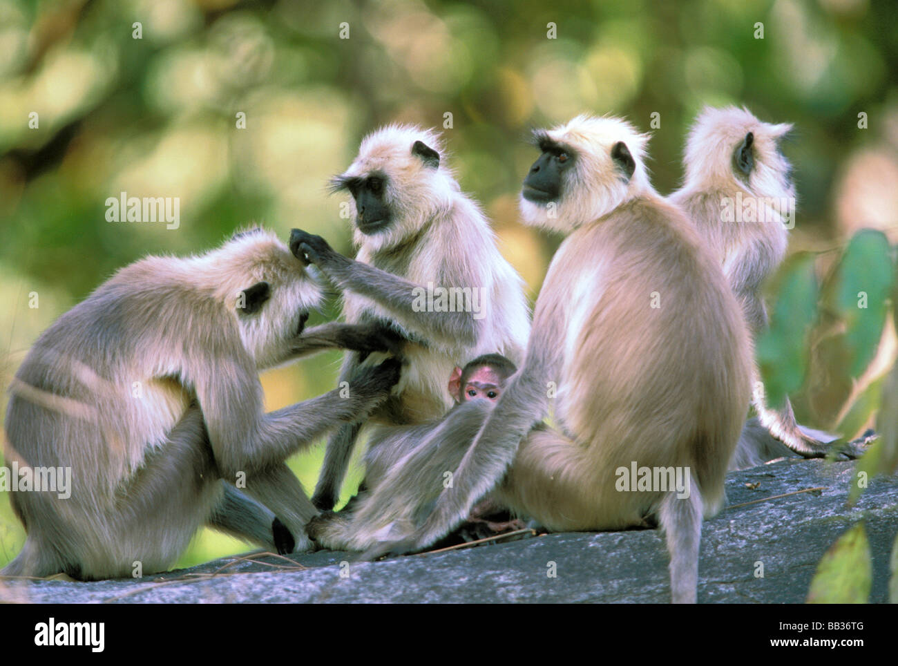 Monkeys grooming each other hi-res stock photography and images - Alamy