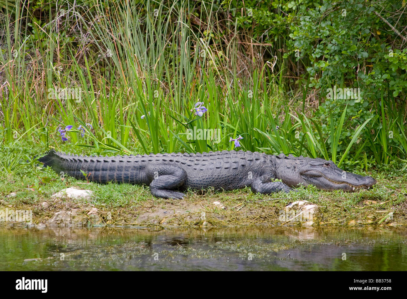 American alligator, Alligator mississippiensis, inhabits water and ...