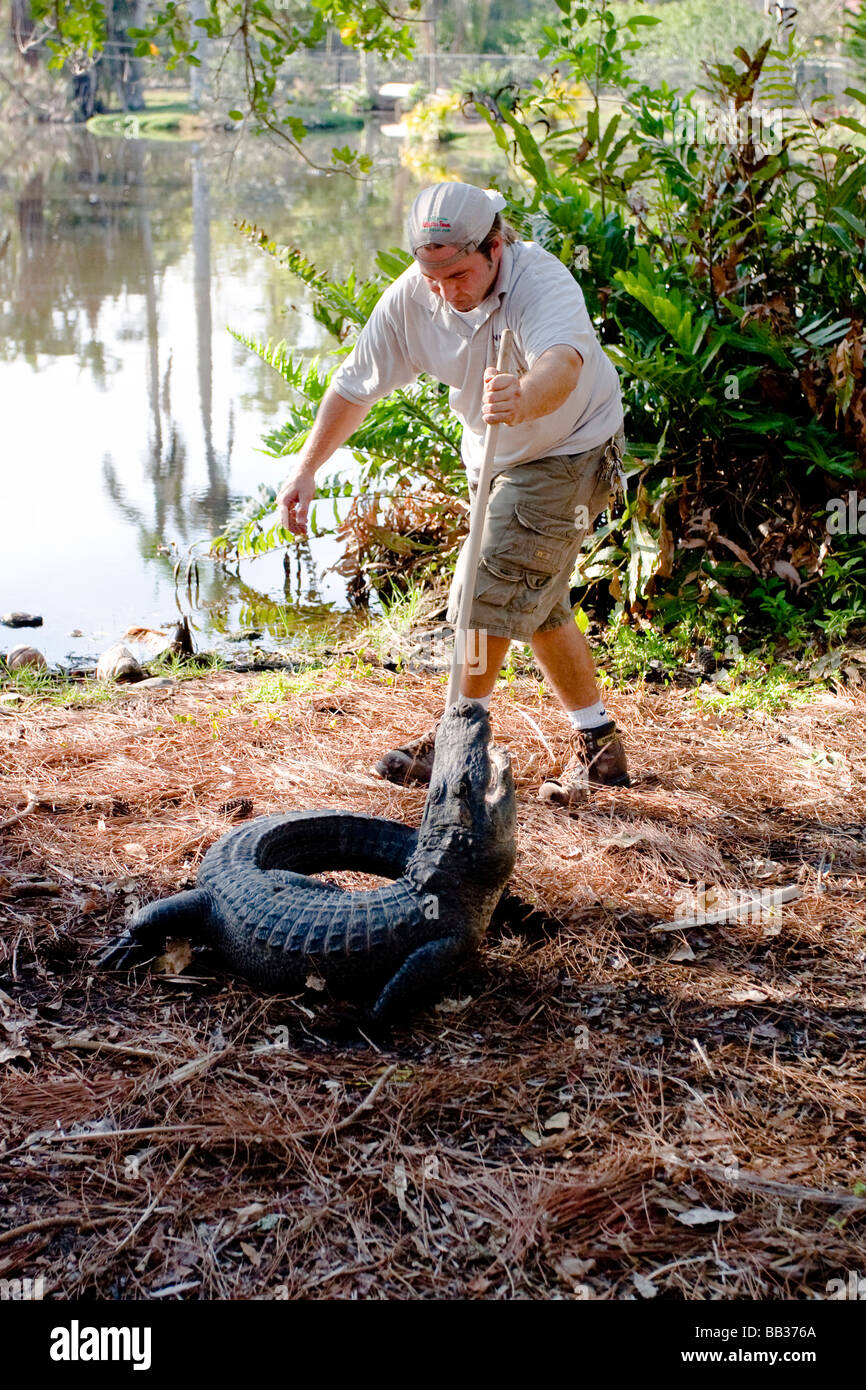 American alligator, Alligator mississippiensis, inhabits water and ...