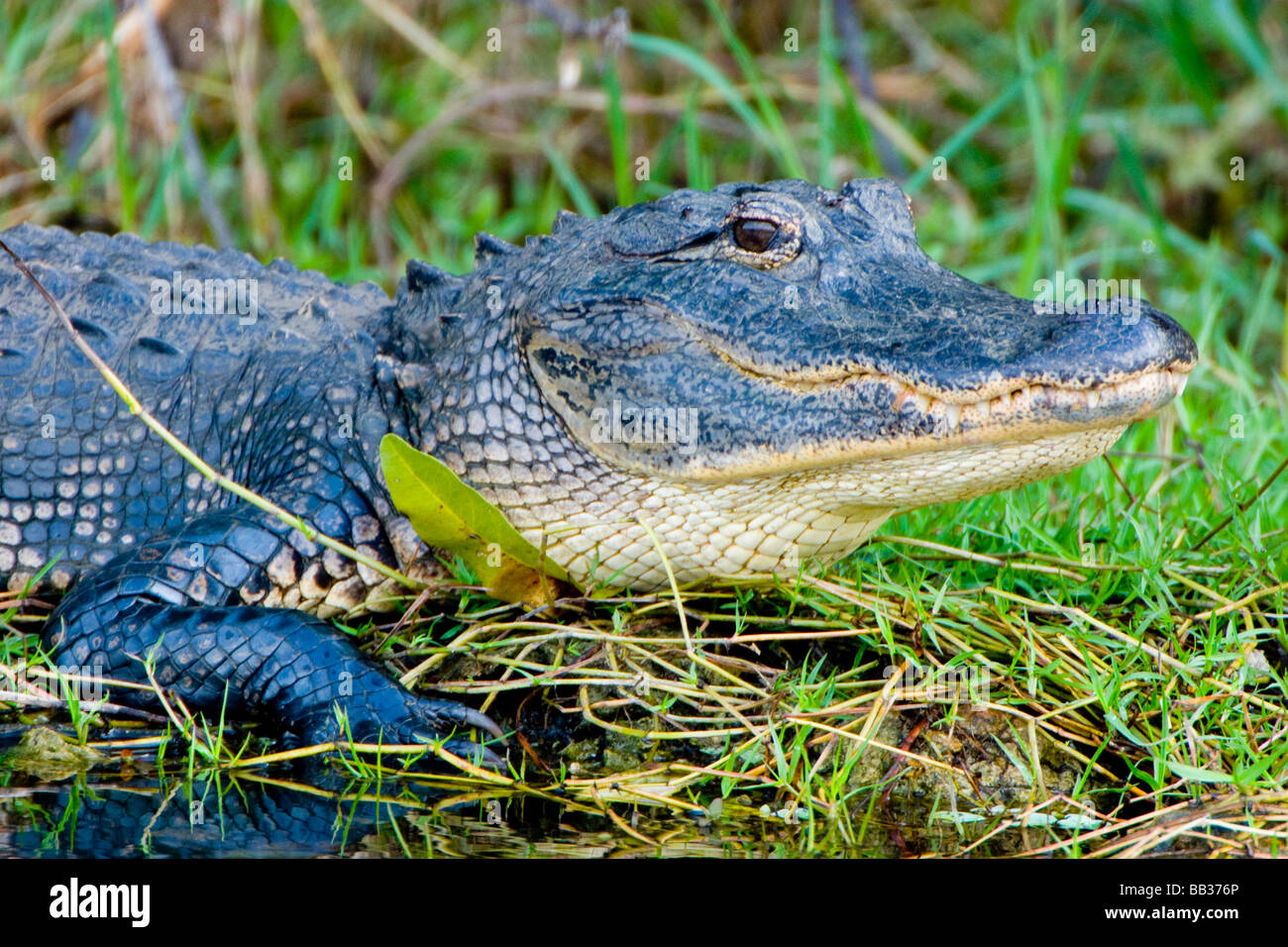 American alligator, Alligator mississippiensis Stock Photo - Alamy