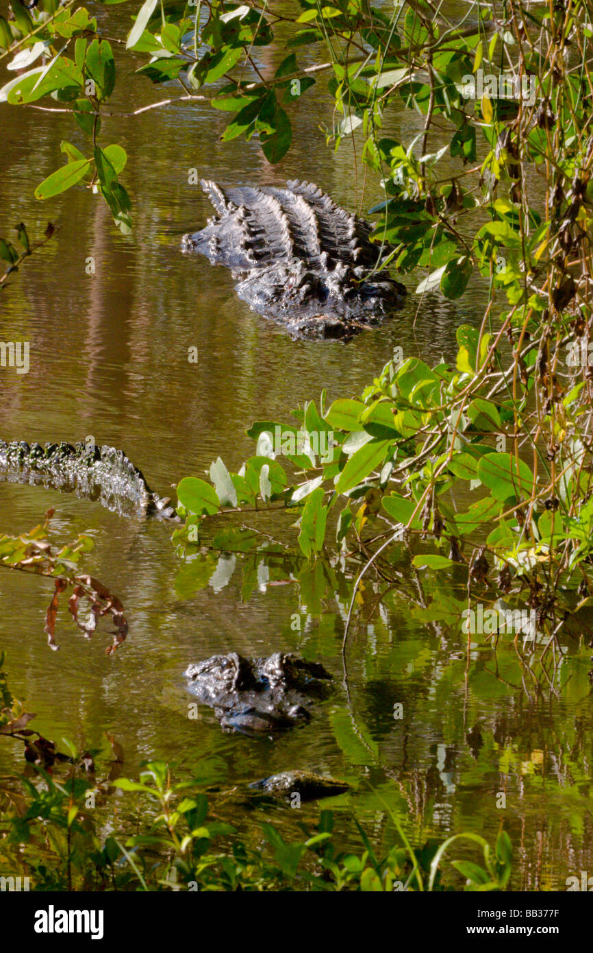 American alligator, Alligator mississippiensis, inhabits water and ...