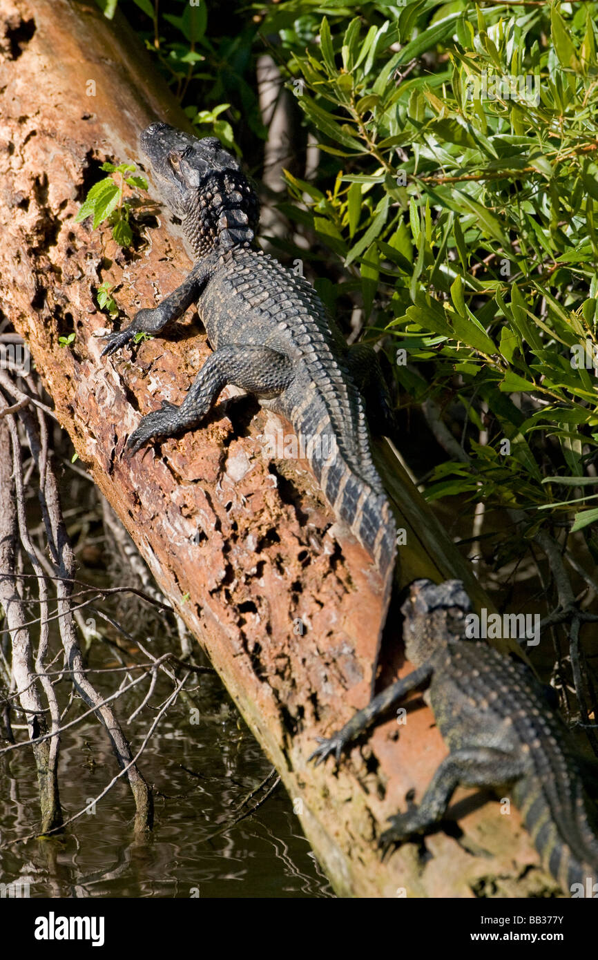 American alligator, Alligator mississippiensis, inhabits water and ...