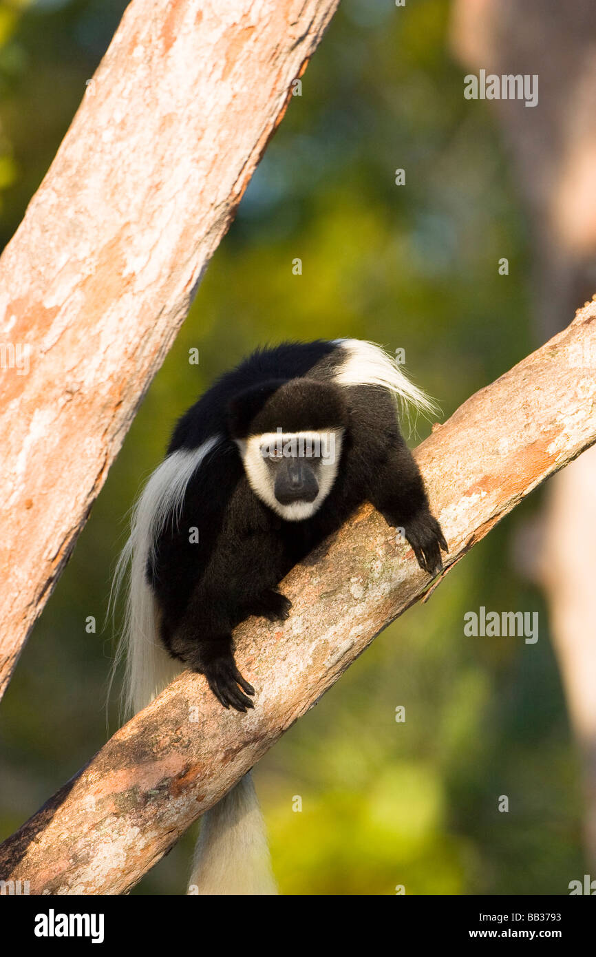 Colobus monkey, Colobus guereza occidentalis, native to rainforests of ...