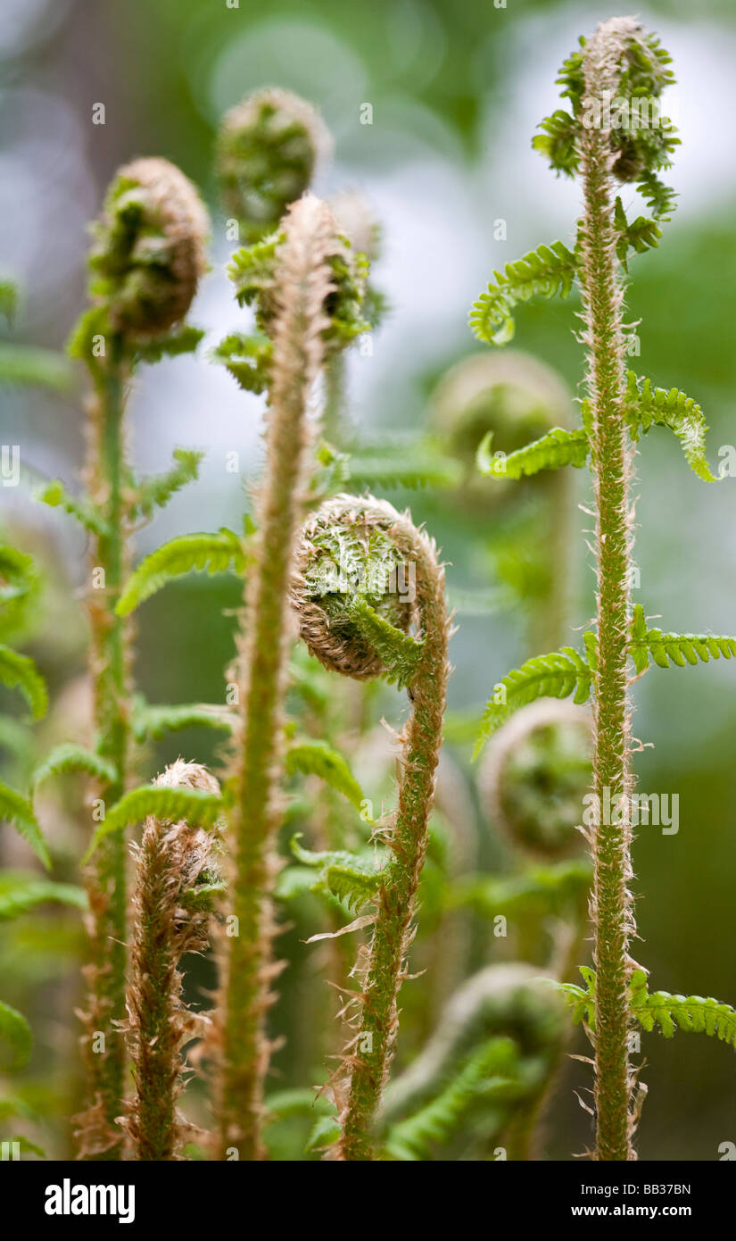 Curly ferns hi-res stock photography and images - Alamy