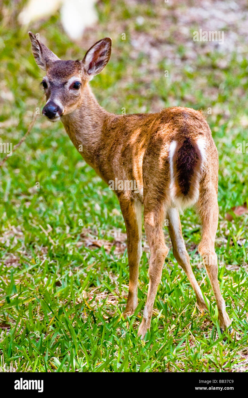 Key deer, Odocoileus virginianus clavium, the smallest of the white ...