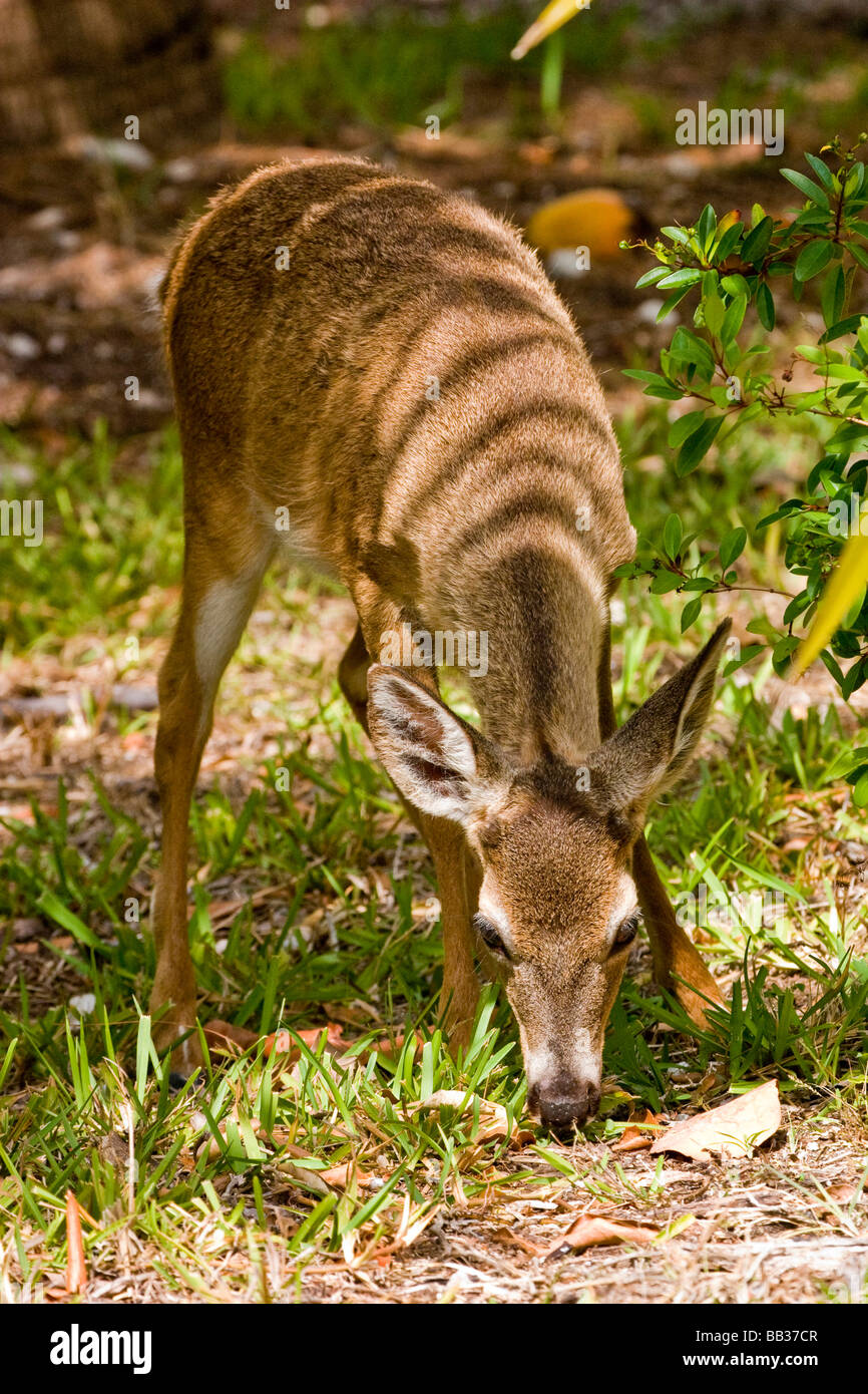 Key deer, Odocoileus virginianus clavium, the smallest of the white ...