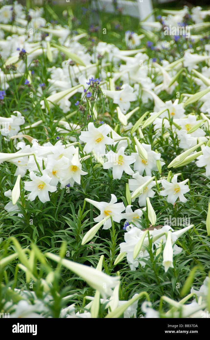 USA, Florida, Volusia, New Smyrna Beach, Easter lilies in bloom Stock ...