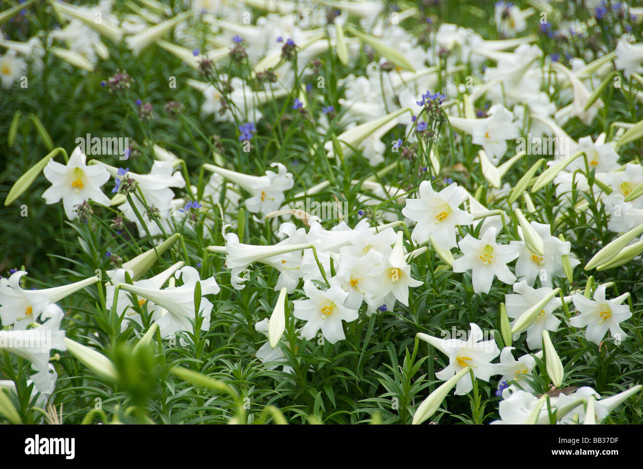 USA, Florida, Volusia, New Smyrna Beach, Easter lilies in bloom Stock ...