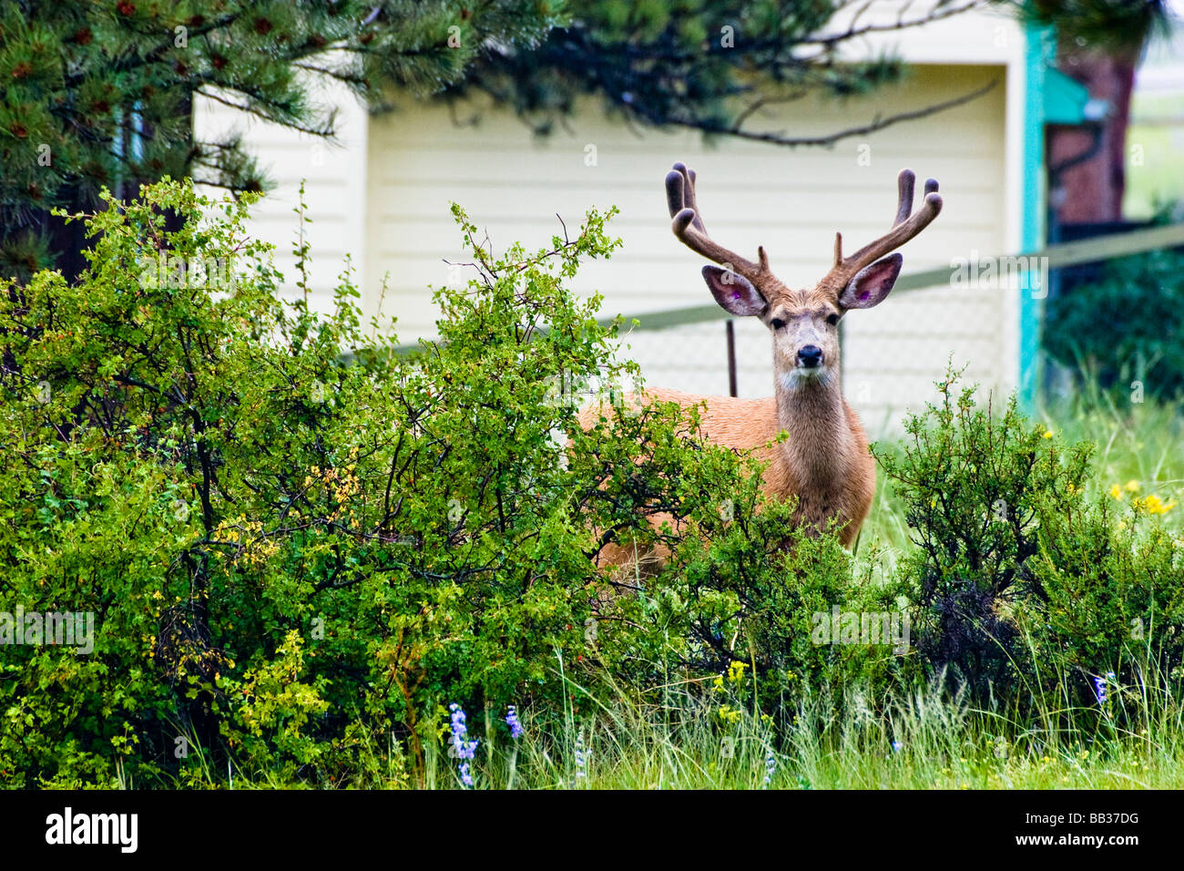 Mule deer, Odocoileus hemionus, are the most popular western species of ...