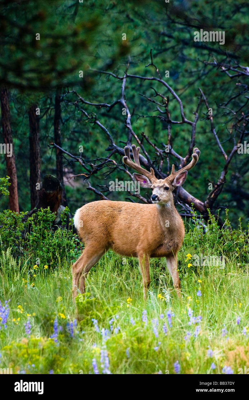 Mule deer, Odocoileus hemionus, are the most popular western species of ...