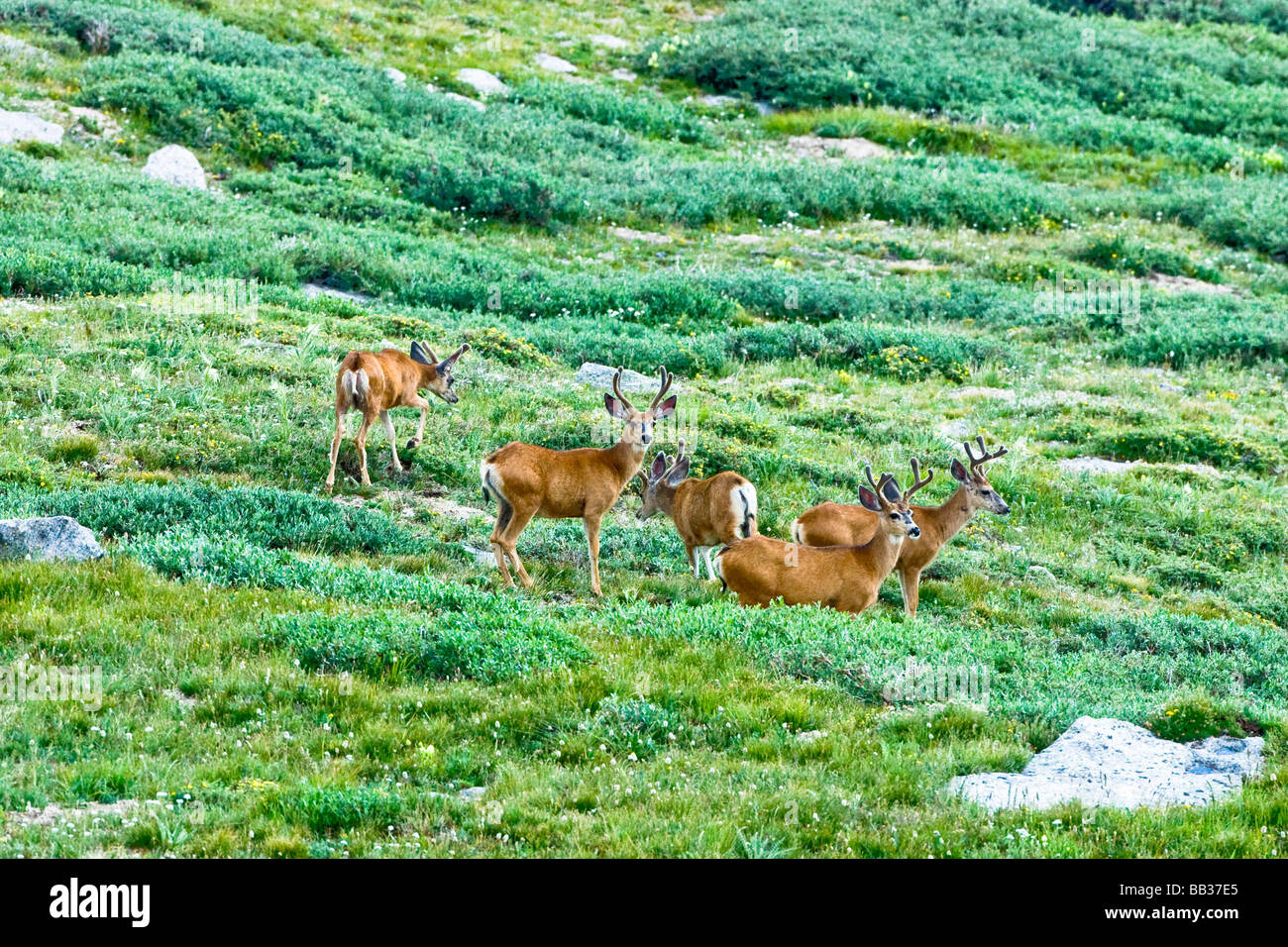Mule deer, Odocoileus hemionus, are the most popular western species of ...