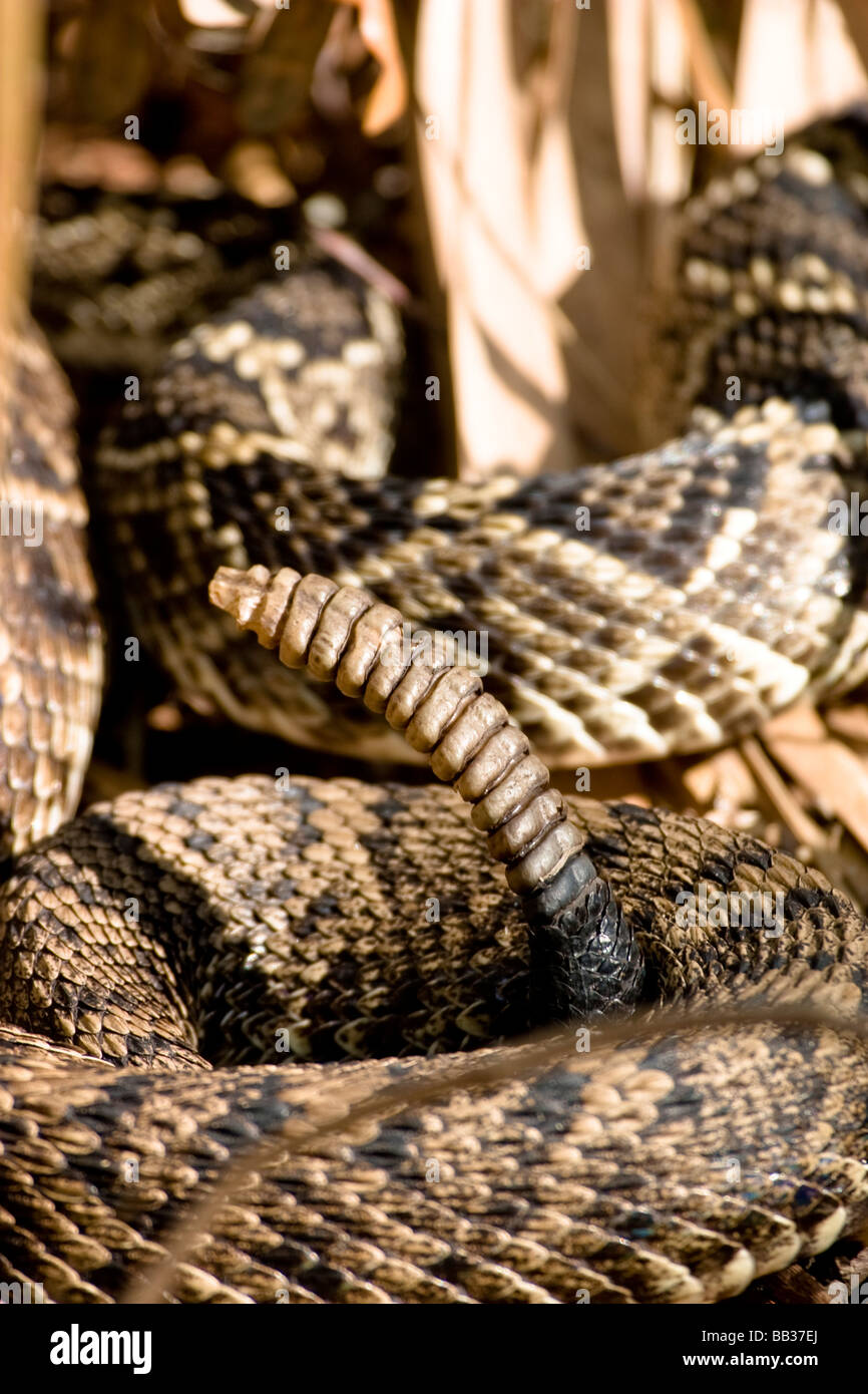 Eastern diamondback rattlesnake fang hi-res stock photography and ...
