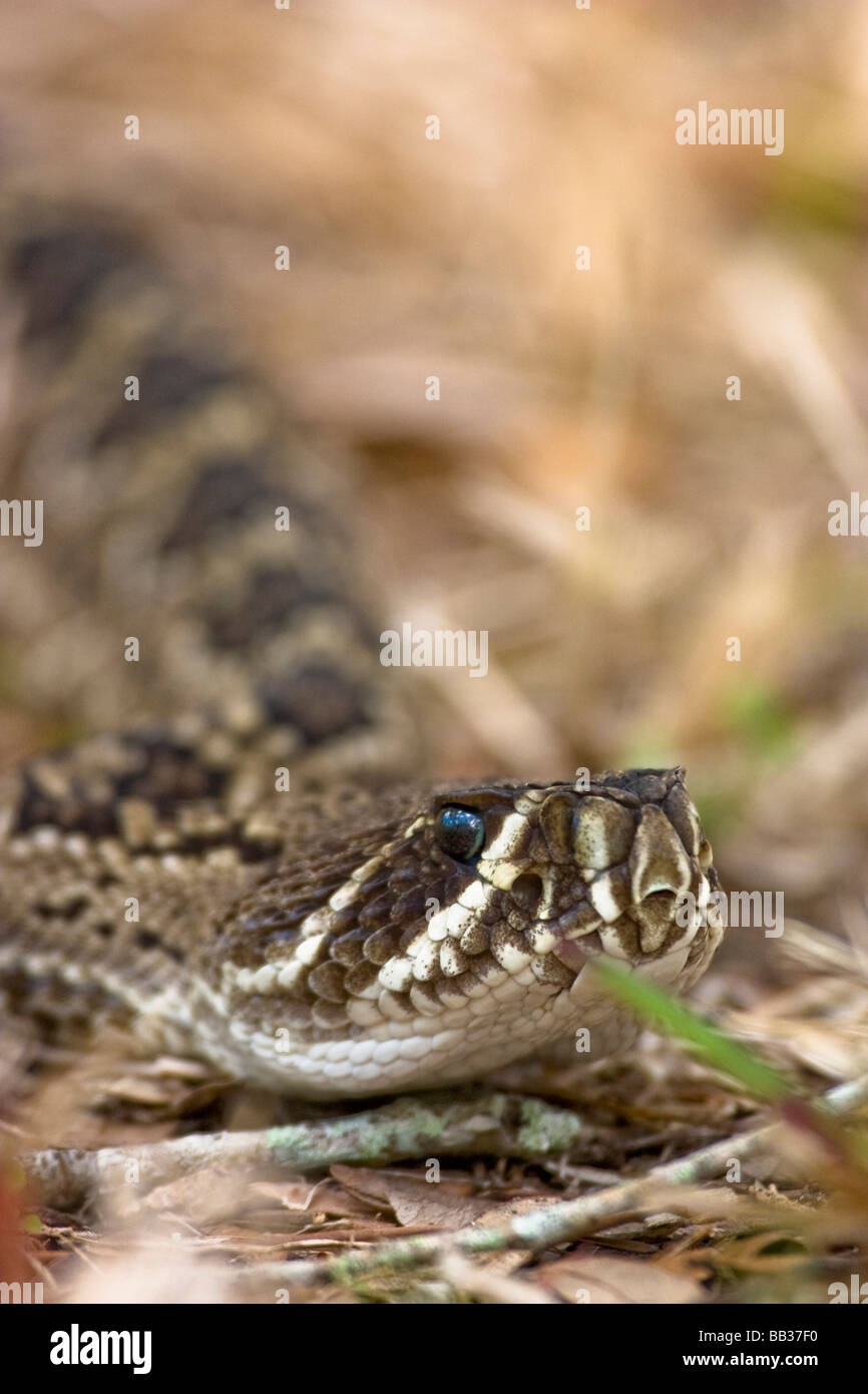 Diamondback rattlesnake fang hi-res stock photography and images - Alamy