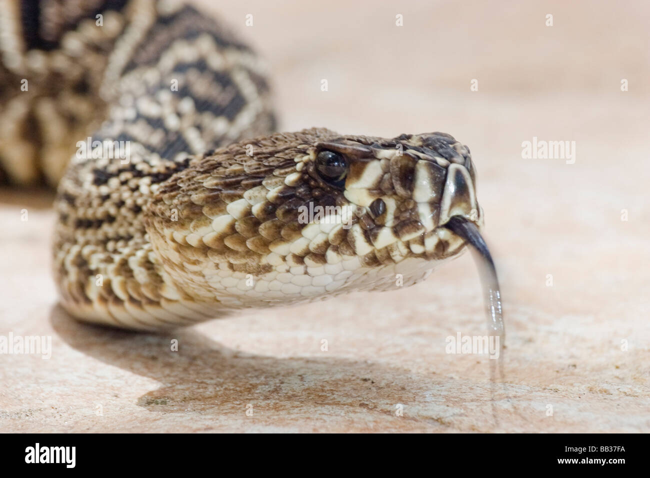 Eastern Diamondback Rattlesnake Fangs