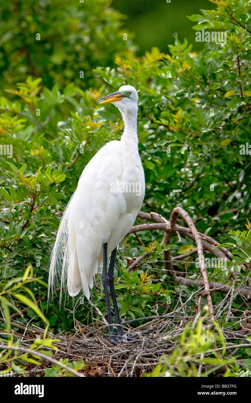 Adult near nest with egg hi-res stock photography and images - Alamy