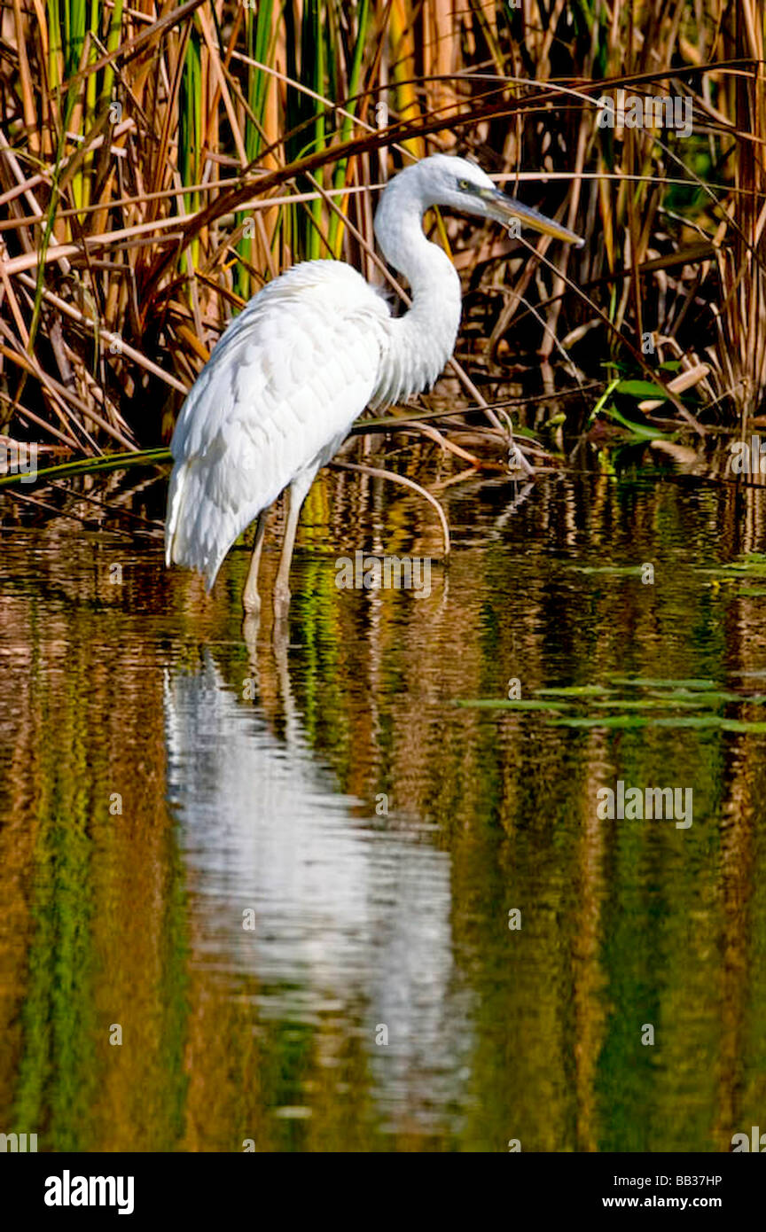 A rare great white heron in southern Florida carefully wades a shallow ...