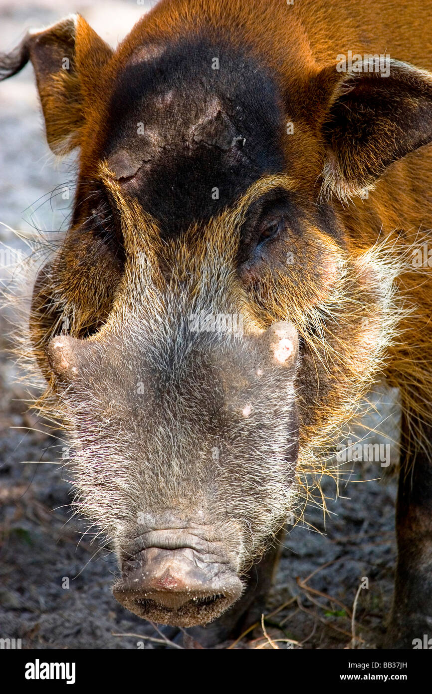 The Red River Hog , is a wild member of the pig family that lives in ...