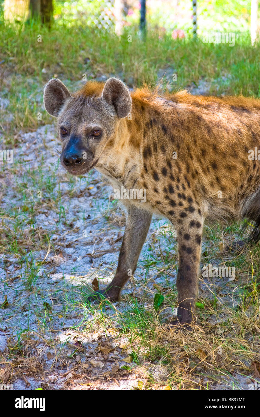 The spotted hyena is a powerful hunter, the majority of its nourishment ...