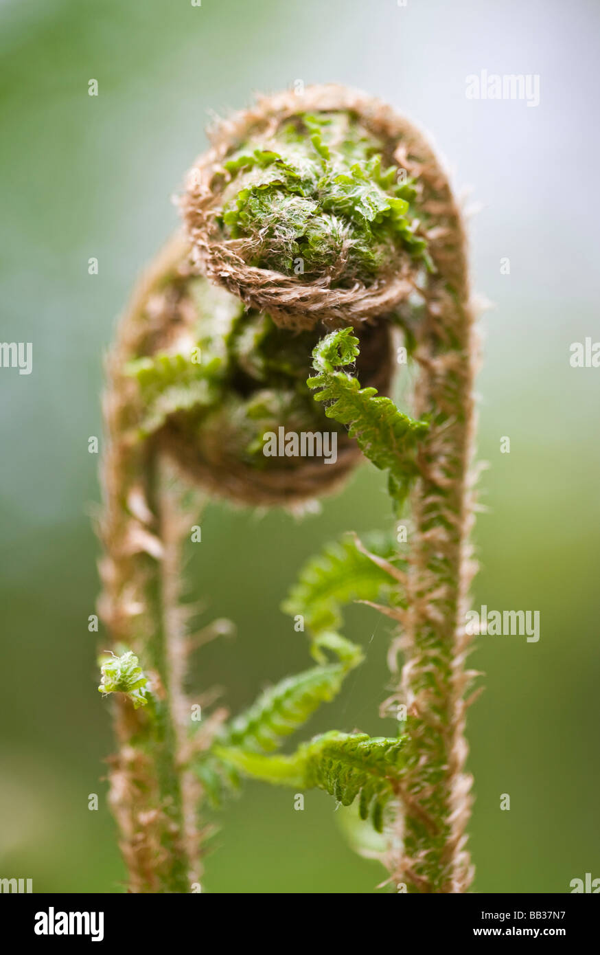 Curly Ferns High Resolution Stock Photography and Images - Alamy