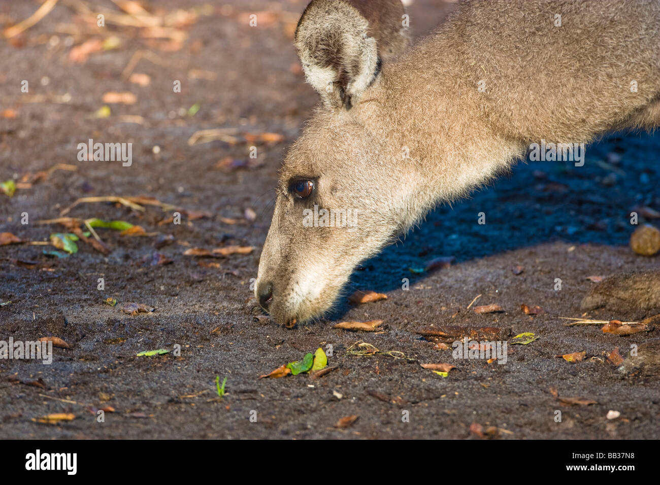 The Eastern Grey Kangaroo is a marsupial found in southern and eastern ...