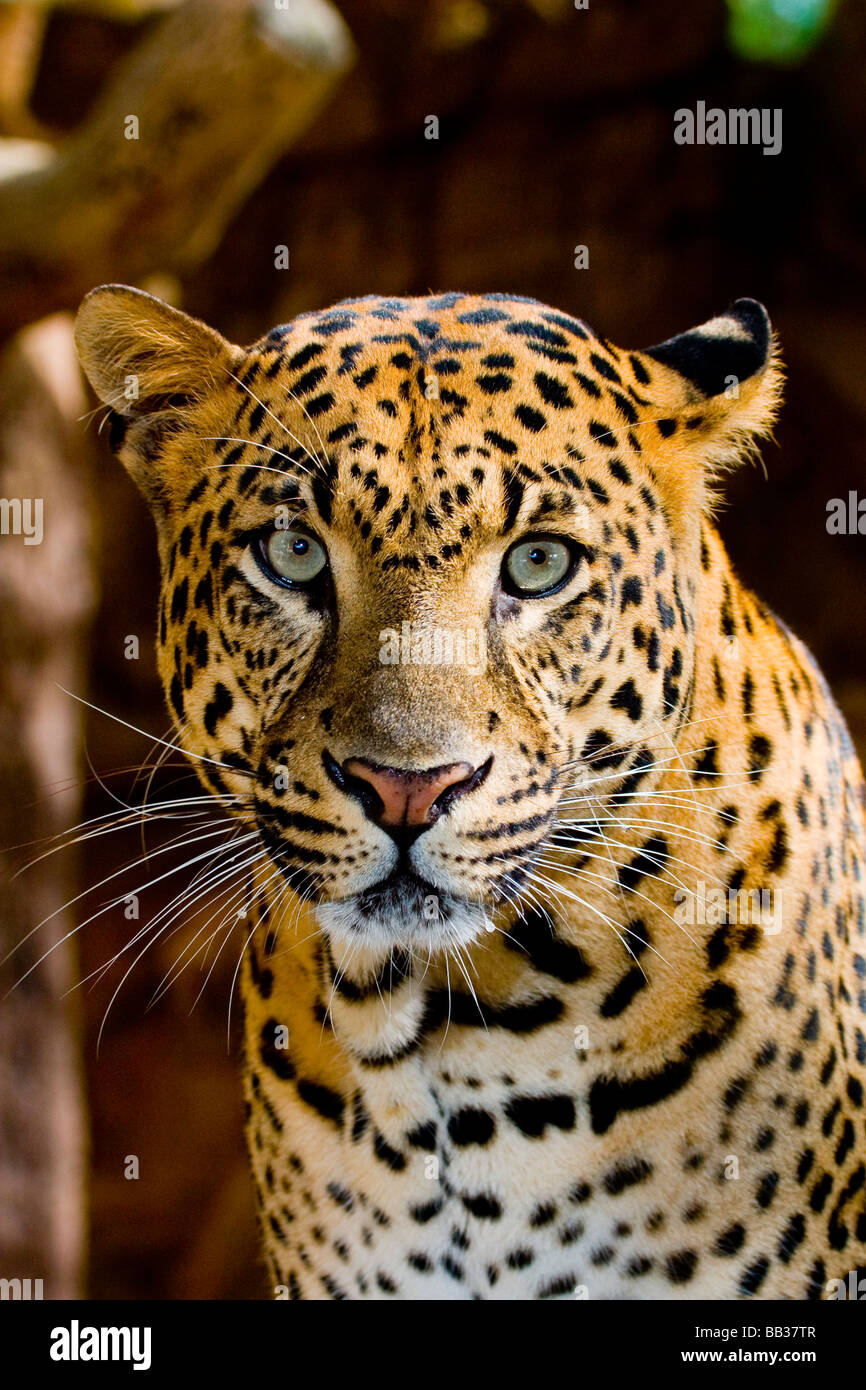 The leopard is an Old World mammal of the Felidae family and the ...
