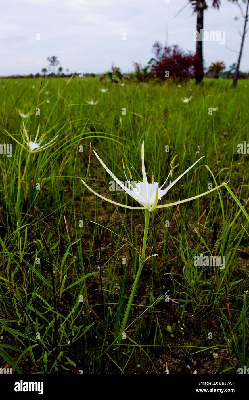 The fragrant alligator lily, Hymenocallis palmeri Stock Photo - Alamy