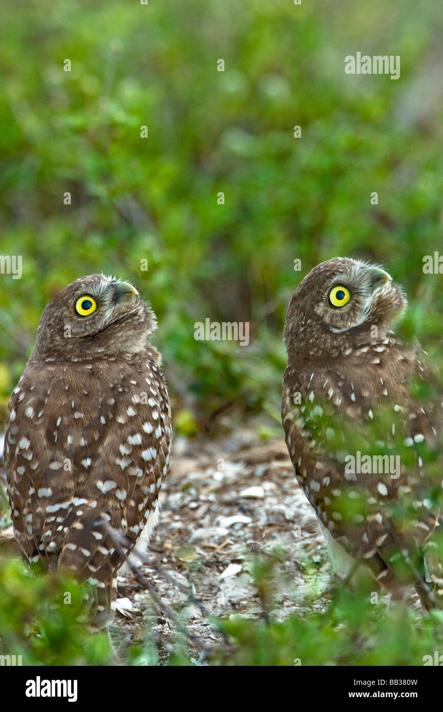 Burrowing owls are a popular site on Marco Island, Florida where they ...