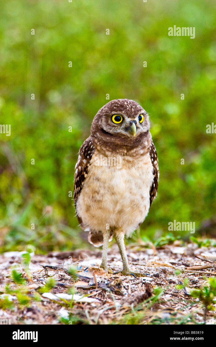 Burrowing owls are a popular site on Marco Island, Florida where they ...