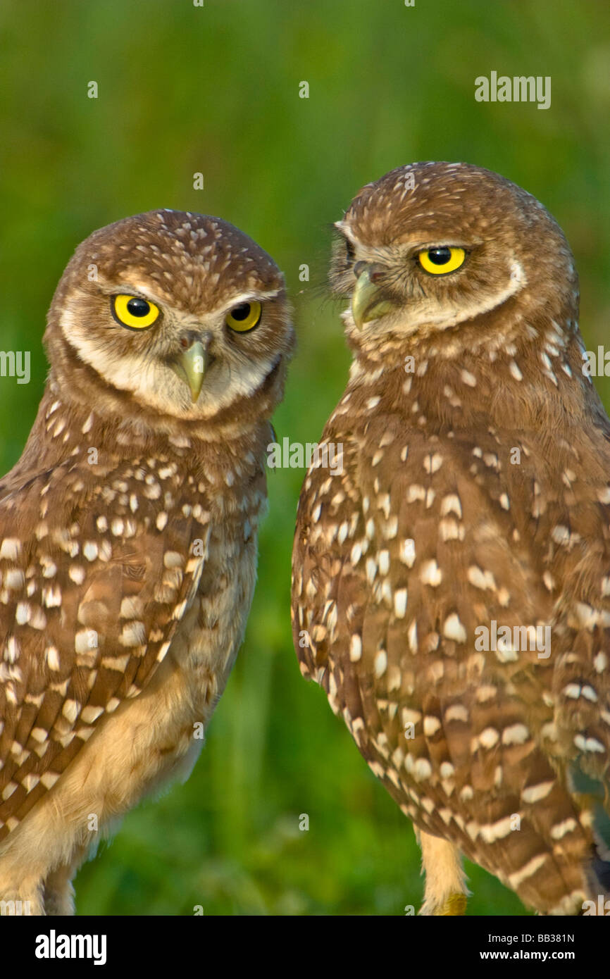 Burrowing owls are a popular site on Marco Island, Florida where they ...