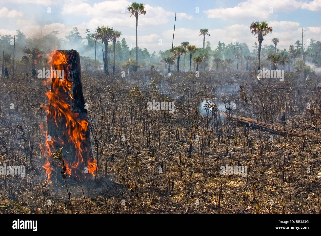 Prescribed fire in south Florida is responsible for fuel reduction ...