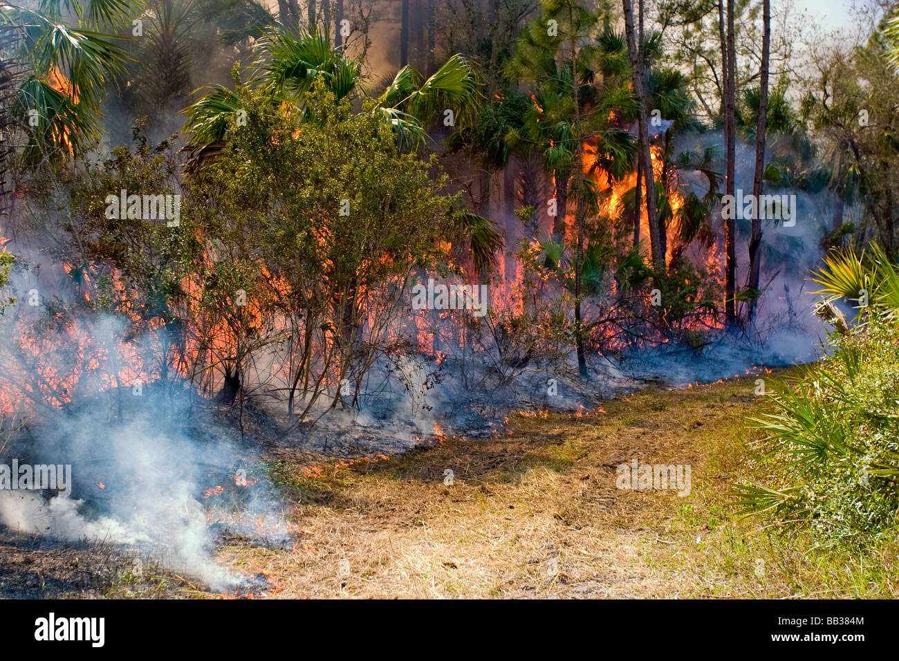Prescribed fire in south Florida is responsible for fuel reduction ...