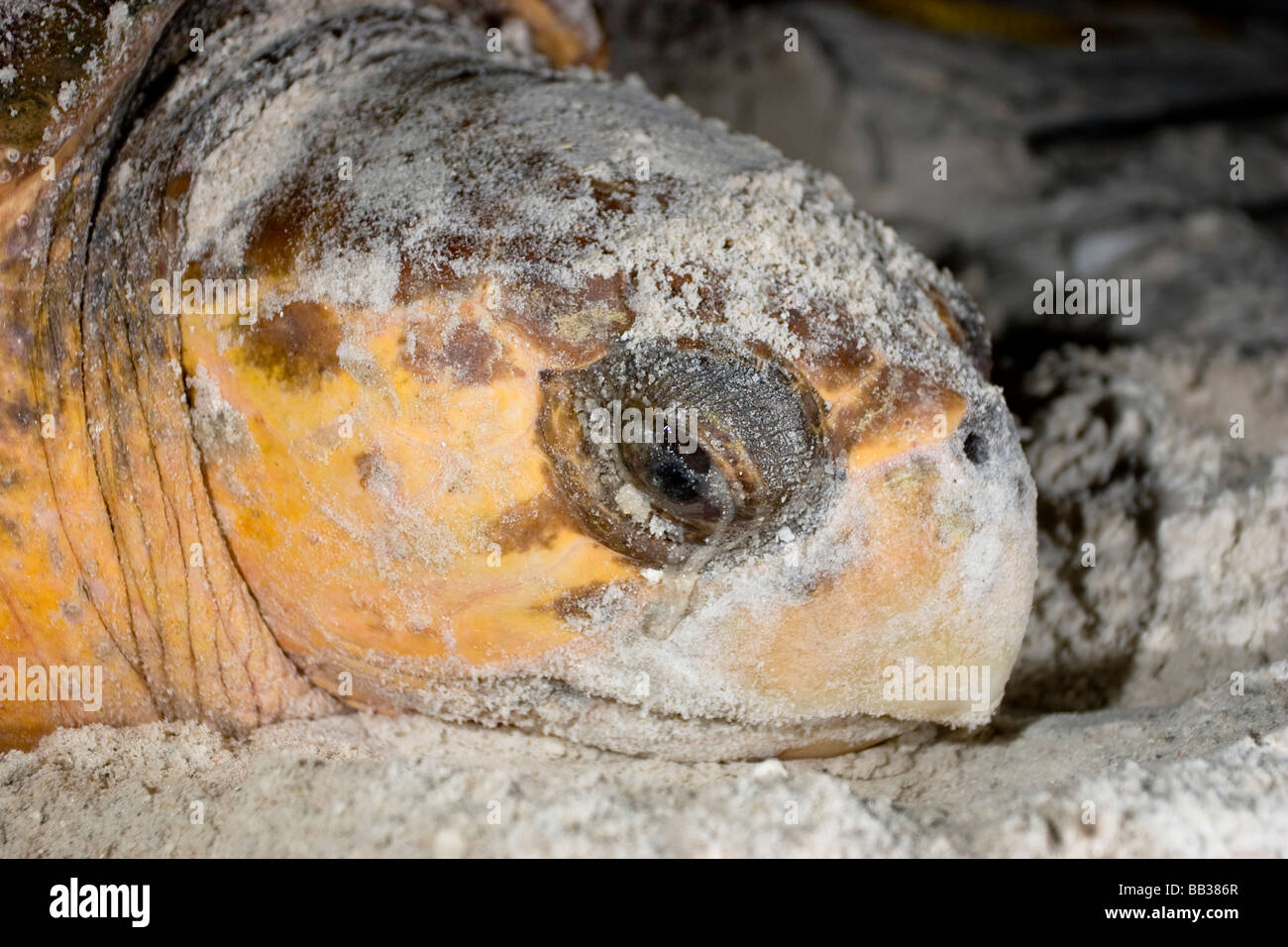 Loggerhead sea turtles, Caretta caretta Stock Photo - Alamy
