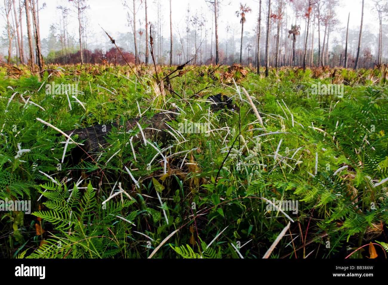In a managed forest, invasive exotic plants are a threat. Cogon grass ...