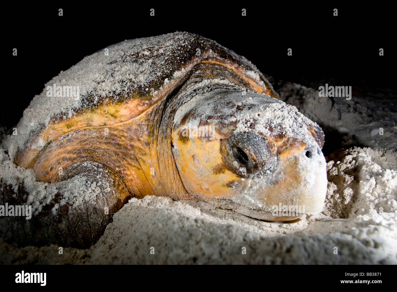 Loggerhead sea turtles, Caretta caretta Stock Photo - Alamy