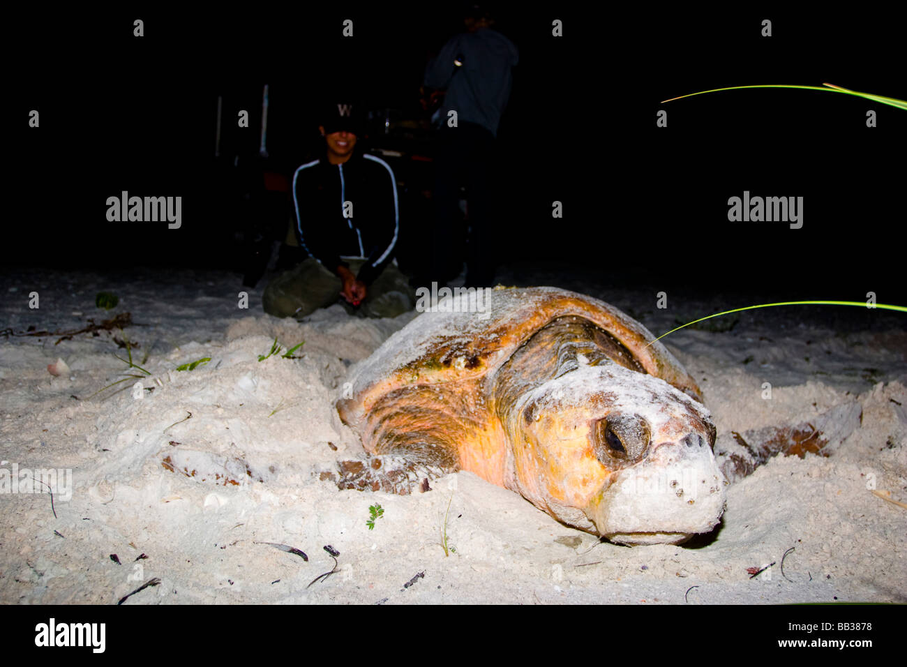 Loggerhead sea turtles, Caretta caretta Stock Photo - Alamy