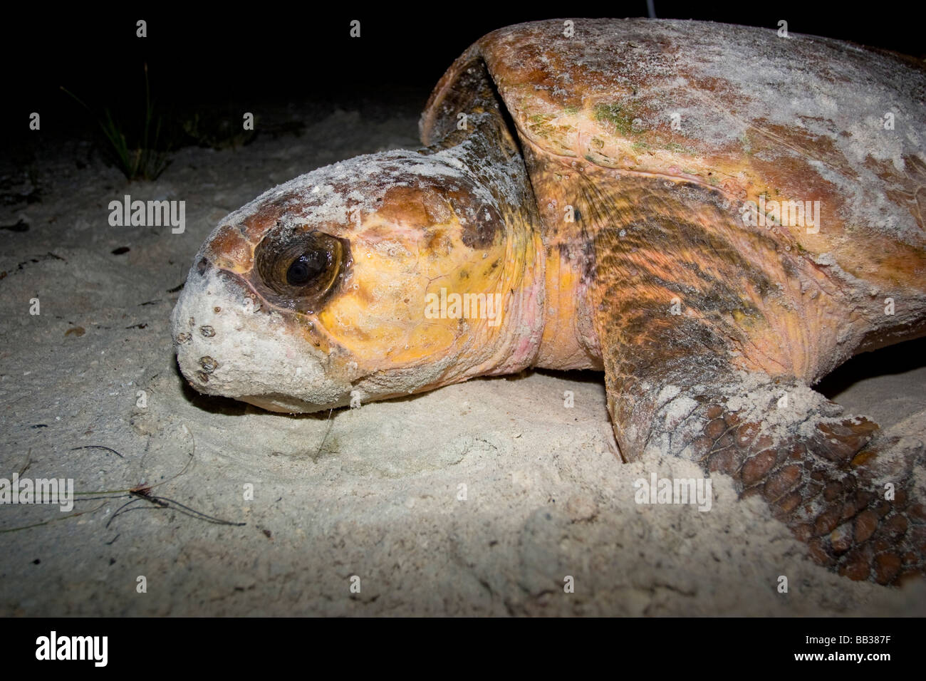 Loggerhead sea turtles, Caretta caretta Stock Photo - Alamy