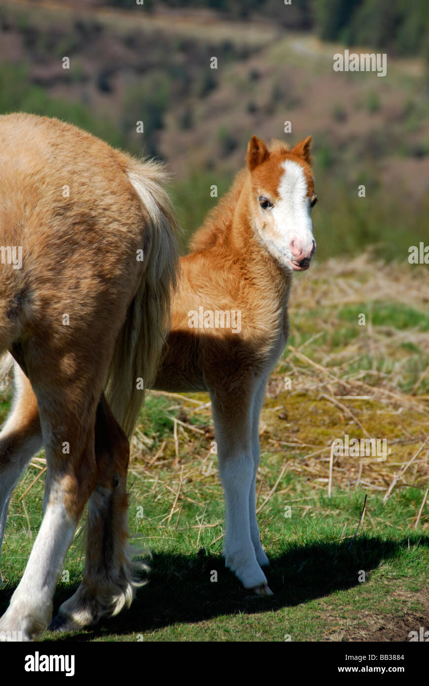 Welsh mare and foal hi-res stock photography and images - Alamy