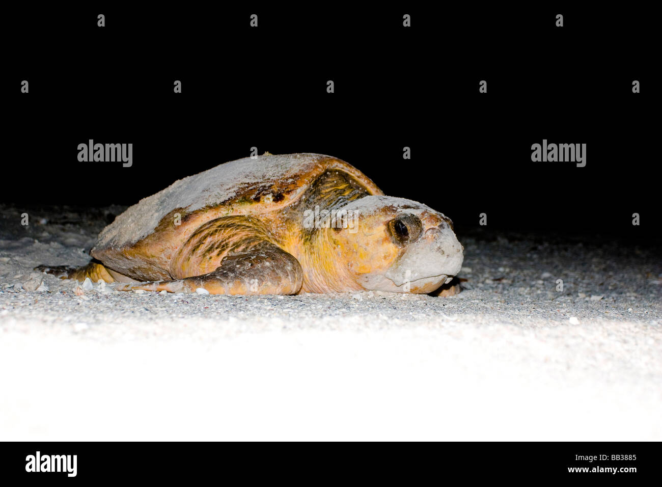 Loggerhead sea turtles, Caretta caretta Stock Photo - Alamy