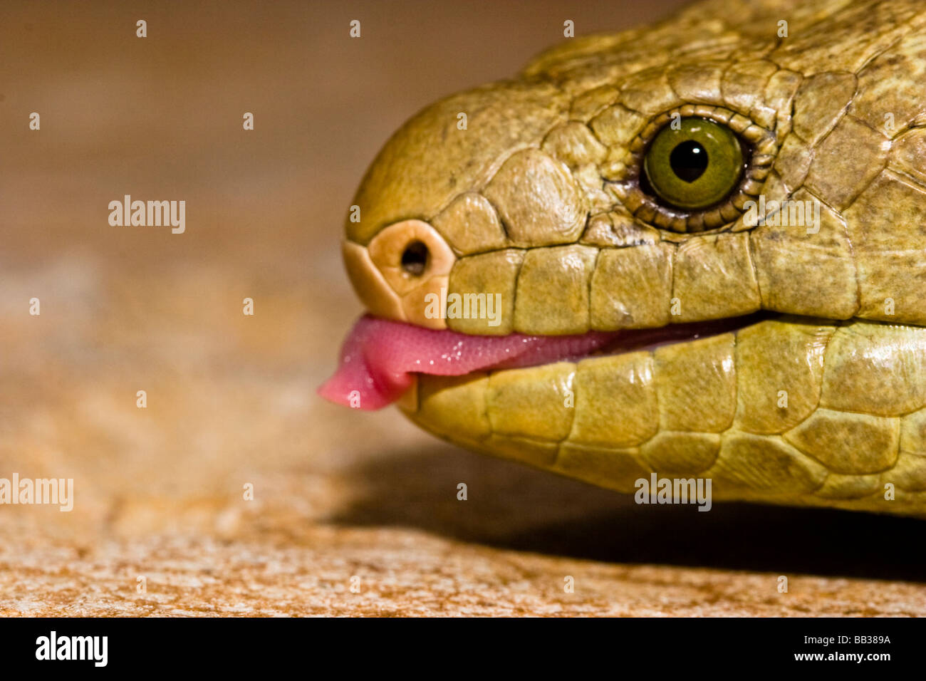 The Solomon Island skink, Corucia zebrata, is the largest of all skinks ...