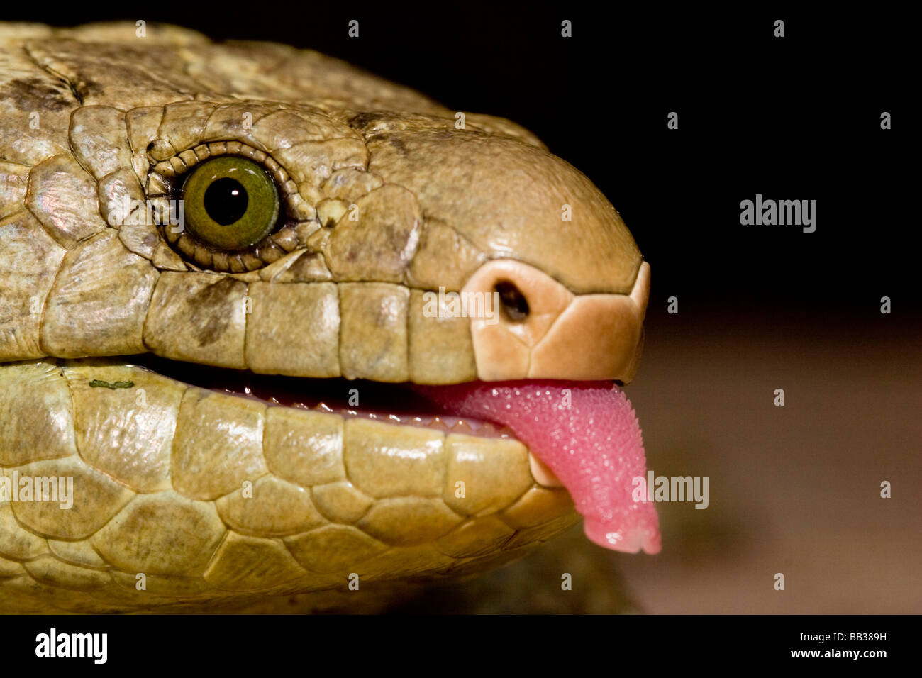 The Solomon Island skink, Corucia zebrata, is the largest of all skinks ...