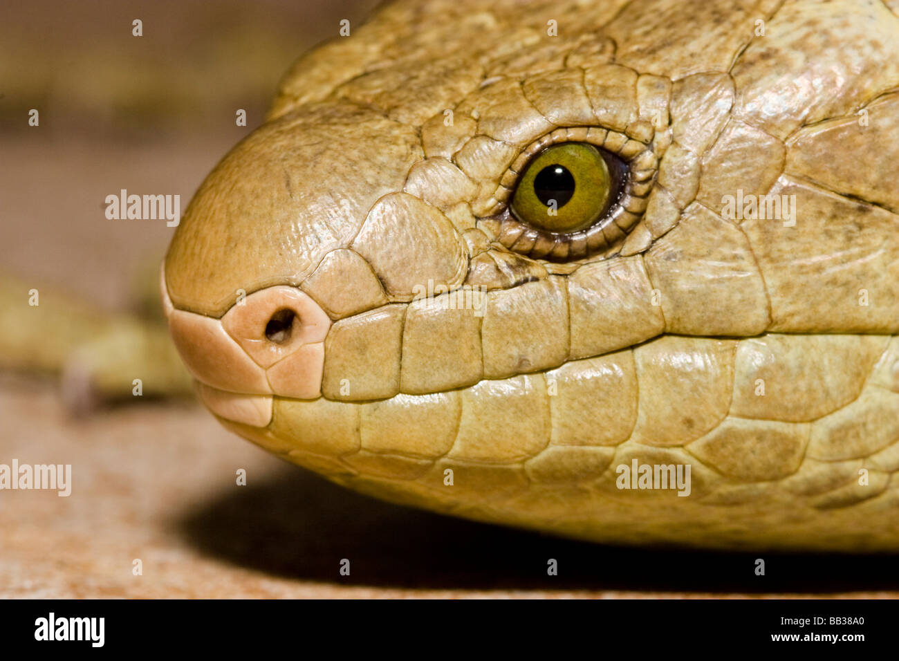 The Solomon Island skink, Corucia zebrata, is the largest of all skinks ...