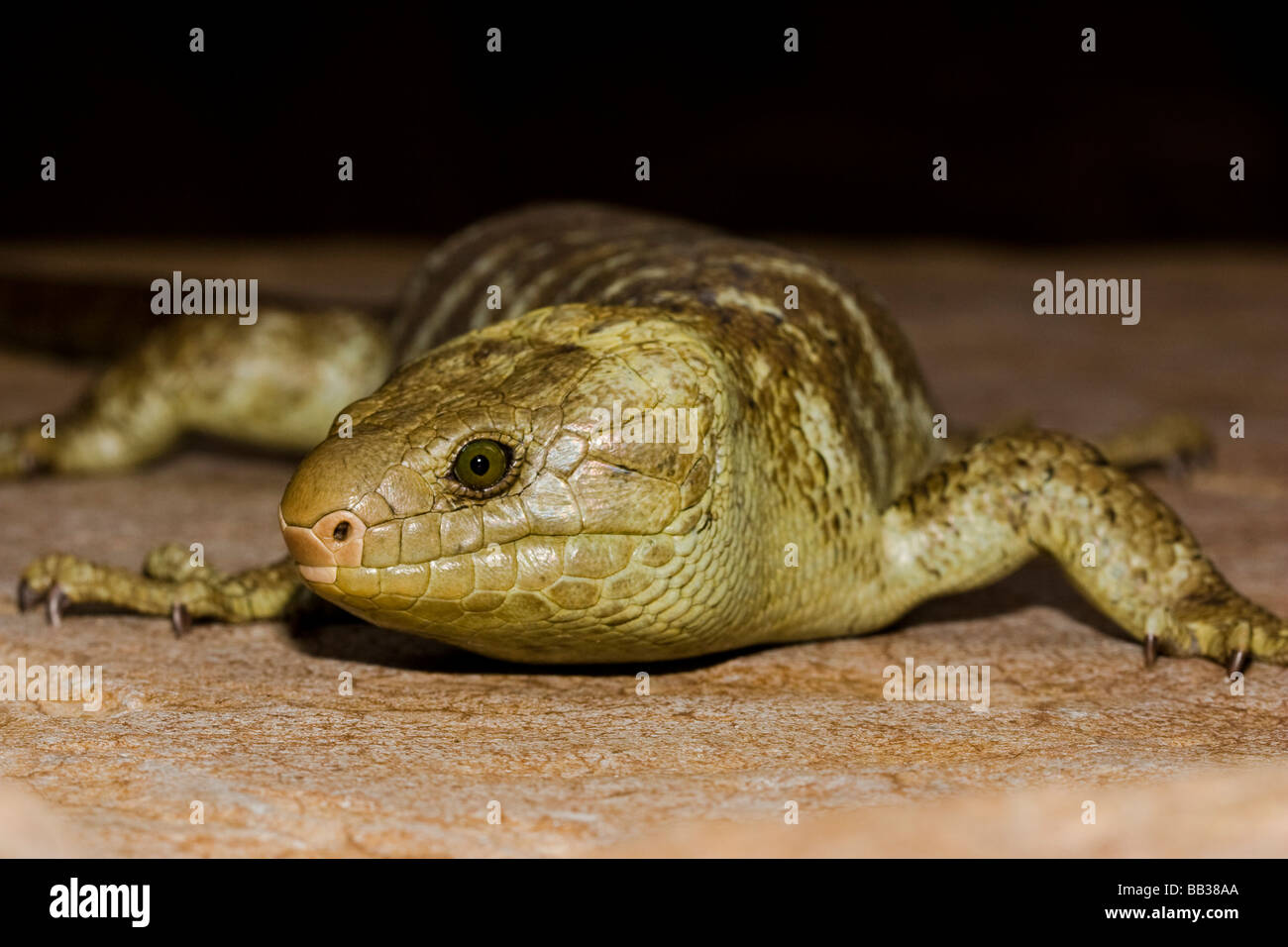 Largest skink hi-res stock photography and images - Alamy