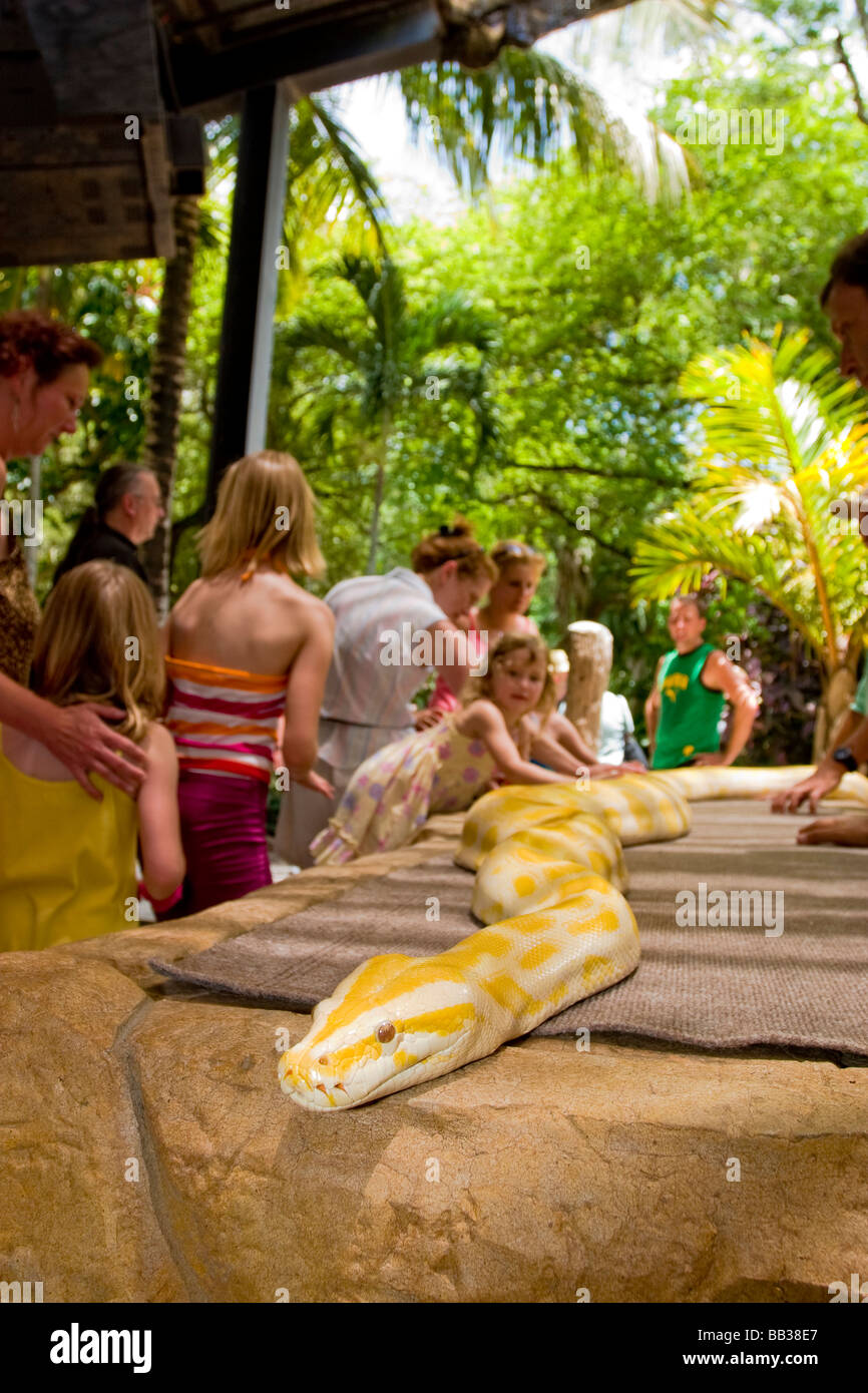 An amelanistic Reticulated Python is not an albino, but lacks dark ...