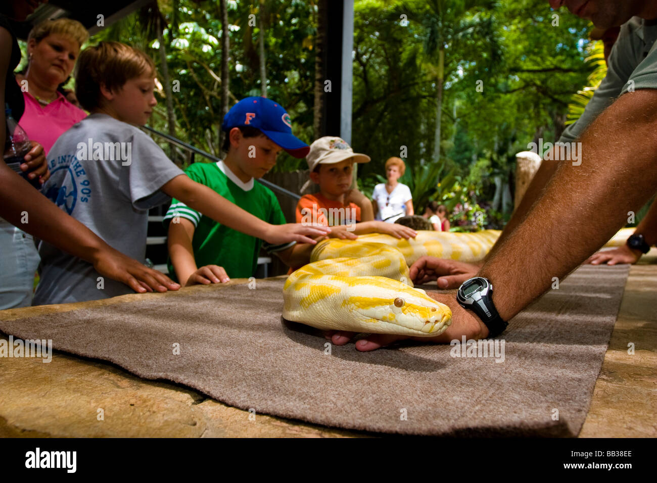 An amelanistic Reticulated Python is not an albino, but lacks dark ...