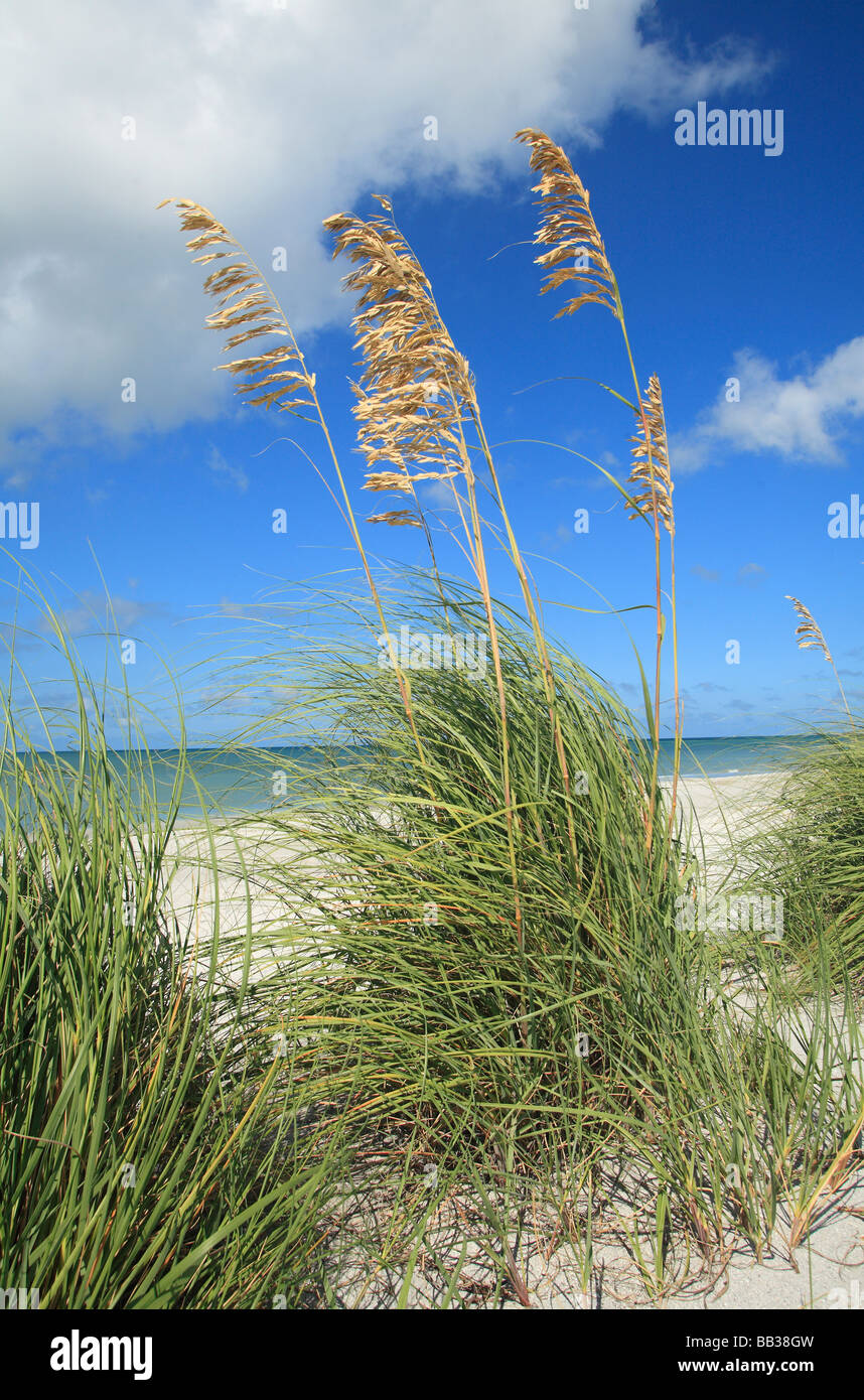 Sea Oats (Uniola paniculata) Captiva Island, Florida Stock Photo - Alamy