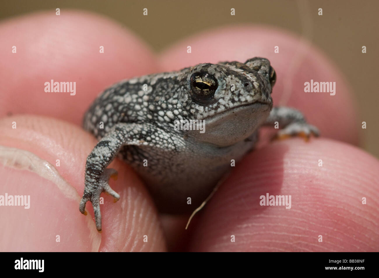 The oak toad is a anuran that is only about 1 long as an adult. They ...