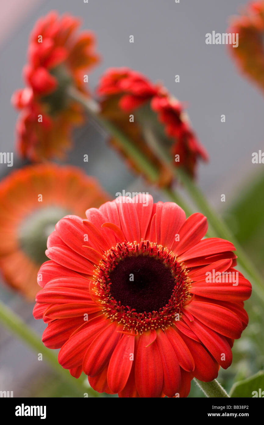Beautiful red flower on the green garden background Stock Photo - Alamy