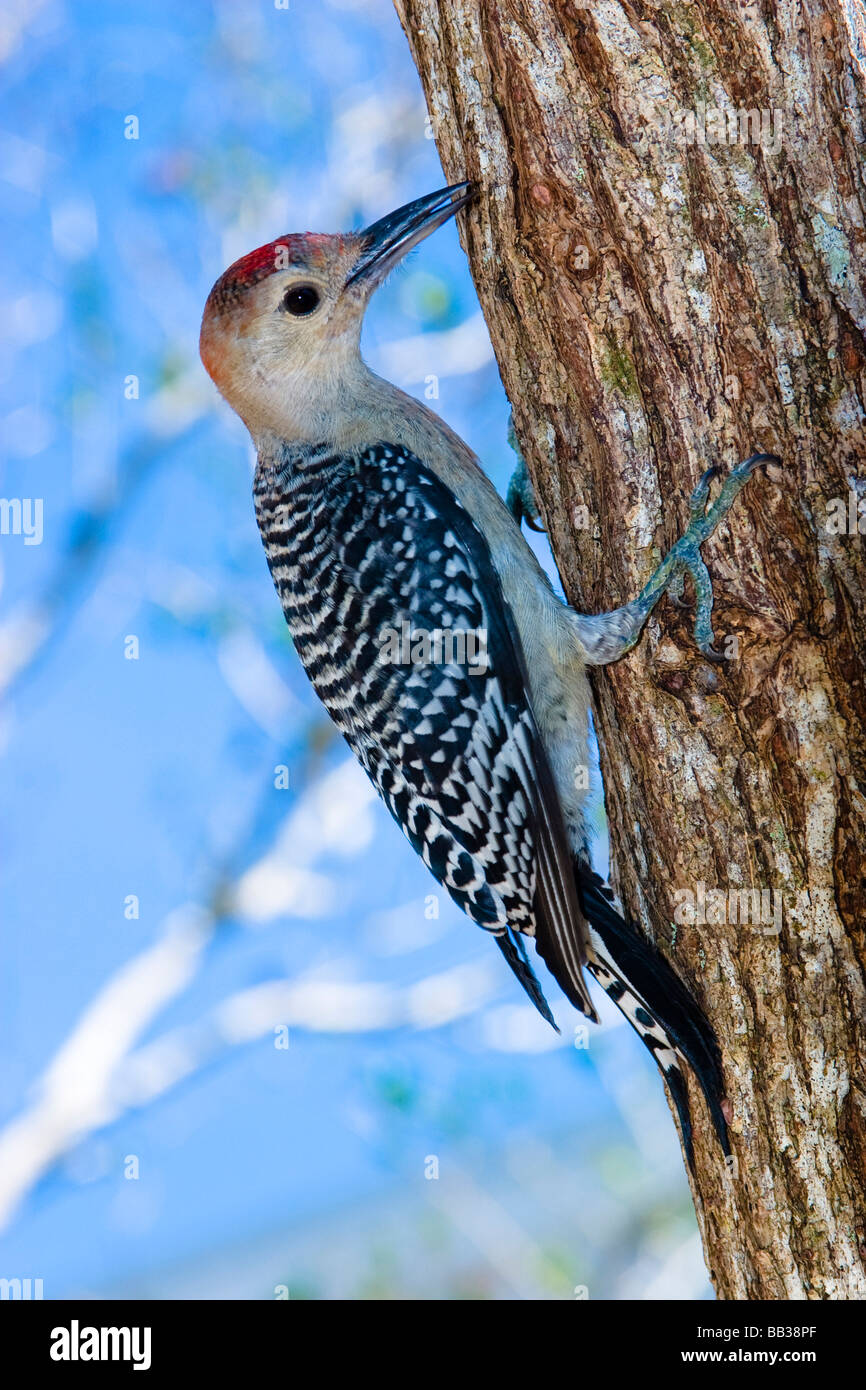 An immature red-bellied woodpecker arrives back on Sanibel Island ...