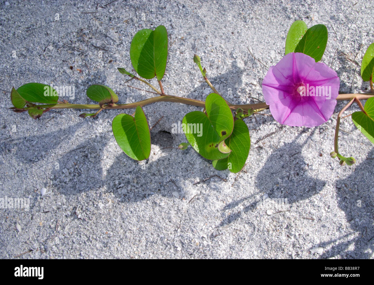 Railroad Vine (Ipomoea pes-caprae) Captiva Island, Florida Stock Photo ...